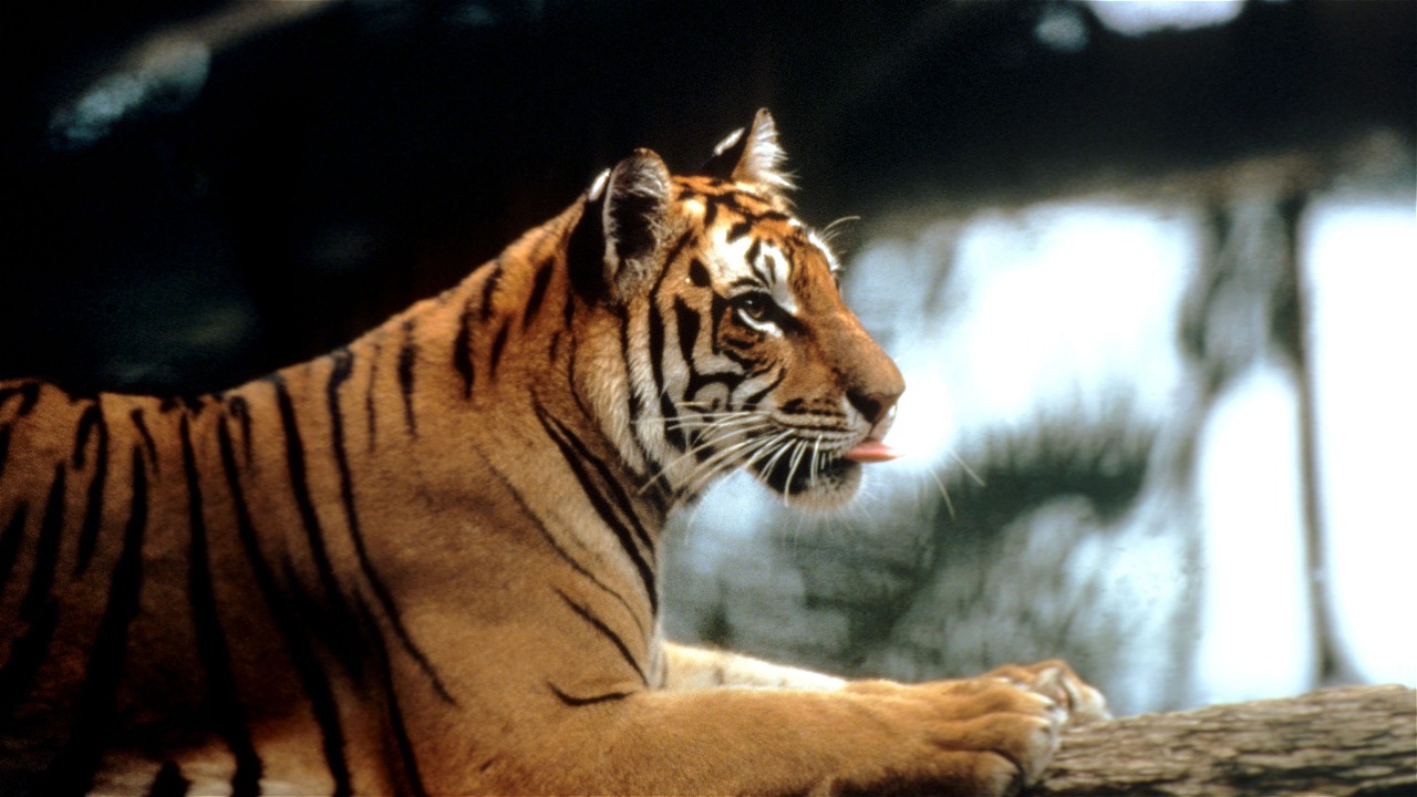 TWO WWF TIGER AMBASSADORS REVEALED